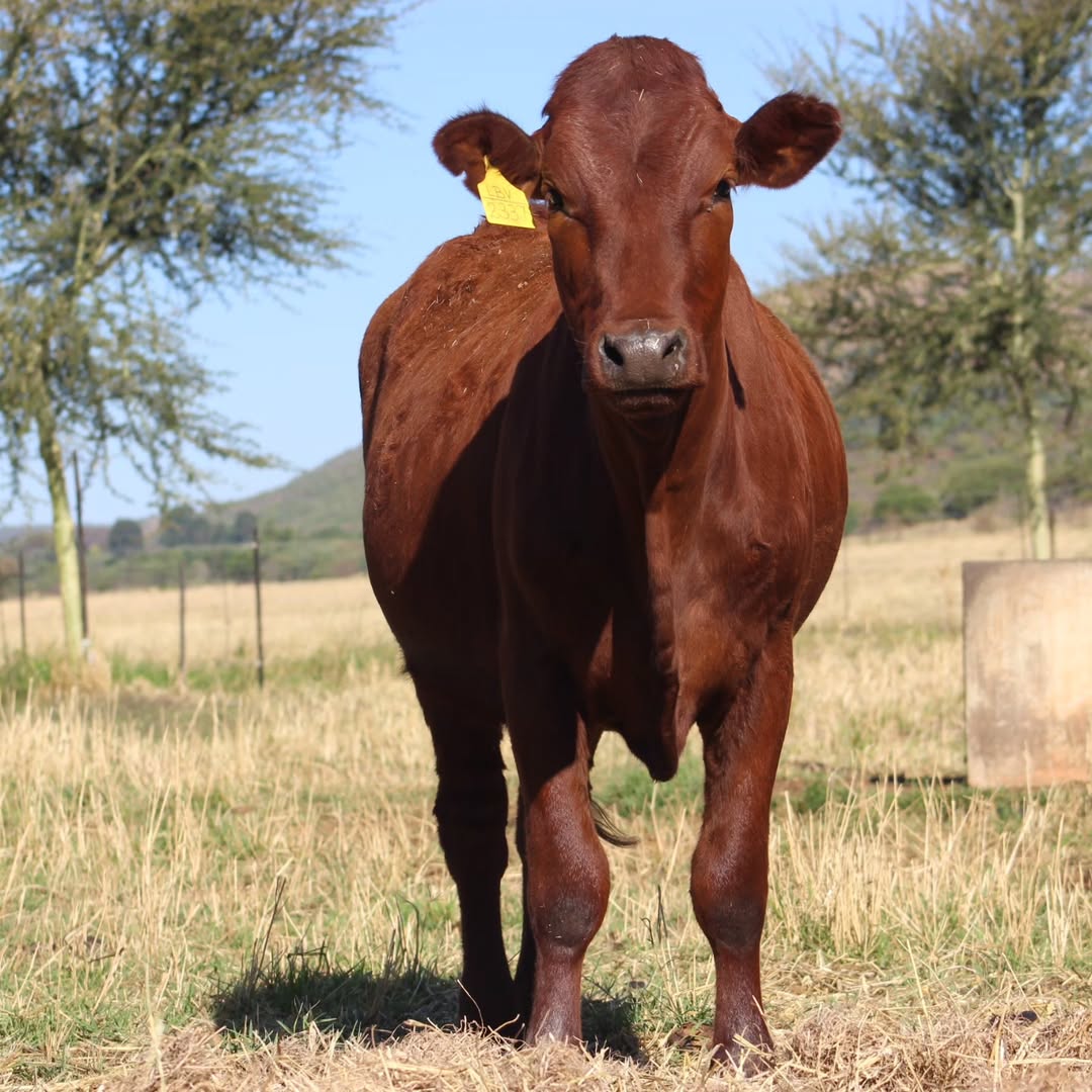 Bonsmara Cattle for Sale