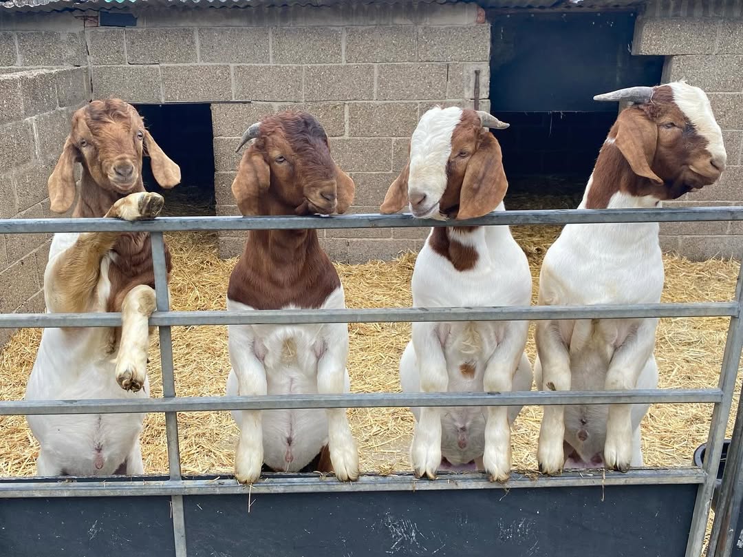 Boer Goat for Sale | Source 100% Premium, Healthy Breeding Goats ...