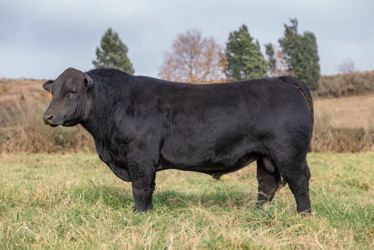 Top Countries Offering Brahman Cattle for Sale in 2026 | Global Buyers ...
