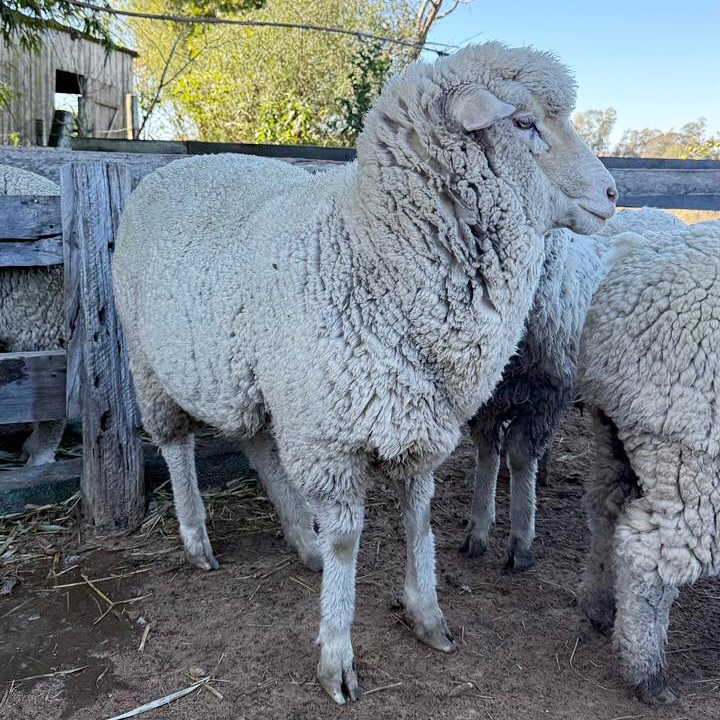 Merino Sheep for Sale Worldwide | 100% Global Buyer’s Guide & Exporters ...