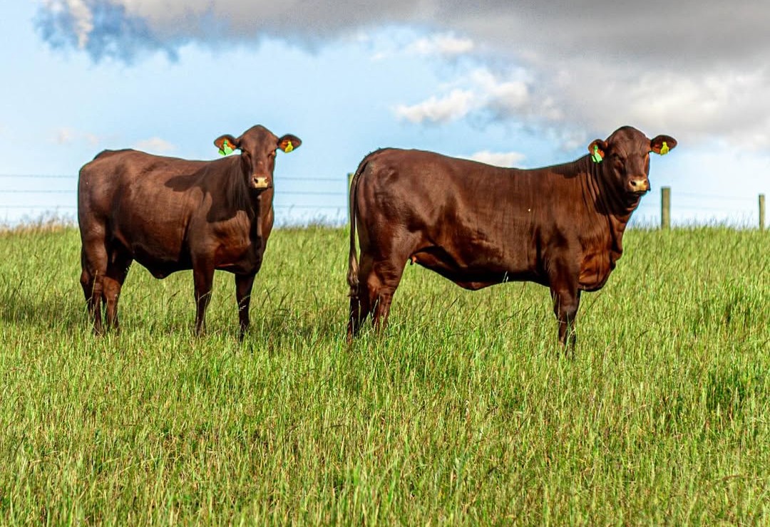 Santa Gertrudis Cattle for Sale | 100% Global Genetics Buyers’ Guide ...