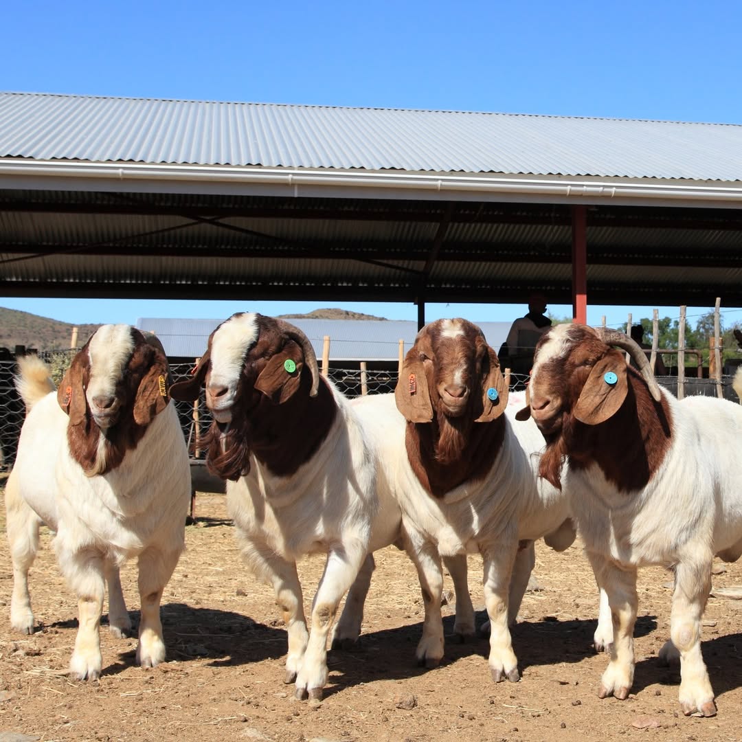 Boer Goat for Sale | 100% Global Export Opportunities for Commercial ...