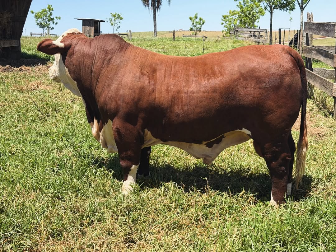Braford Cattle for Sale