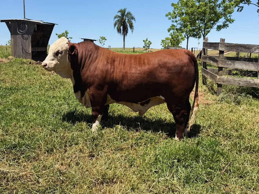 Braford Cattle for Sale