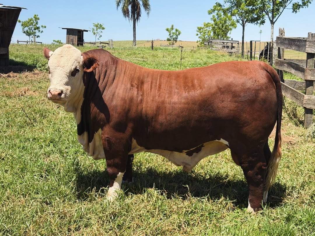 Braford Cattle for Sale