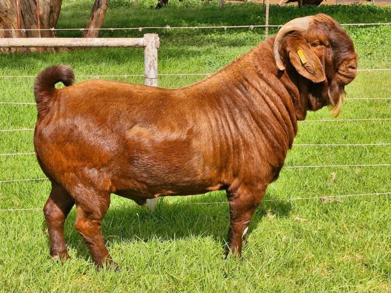 Kalahari Red Goat for Sale