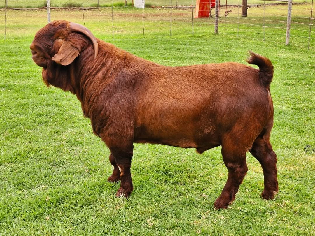 Kalahari Red Goat for Sale