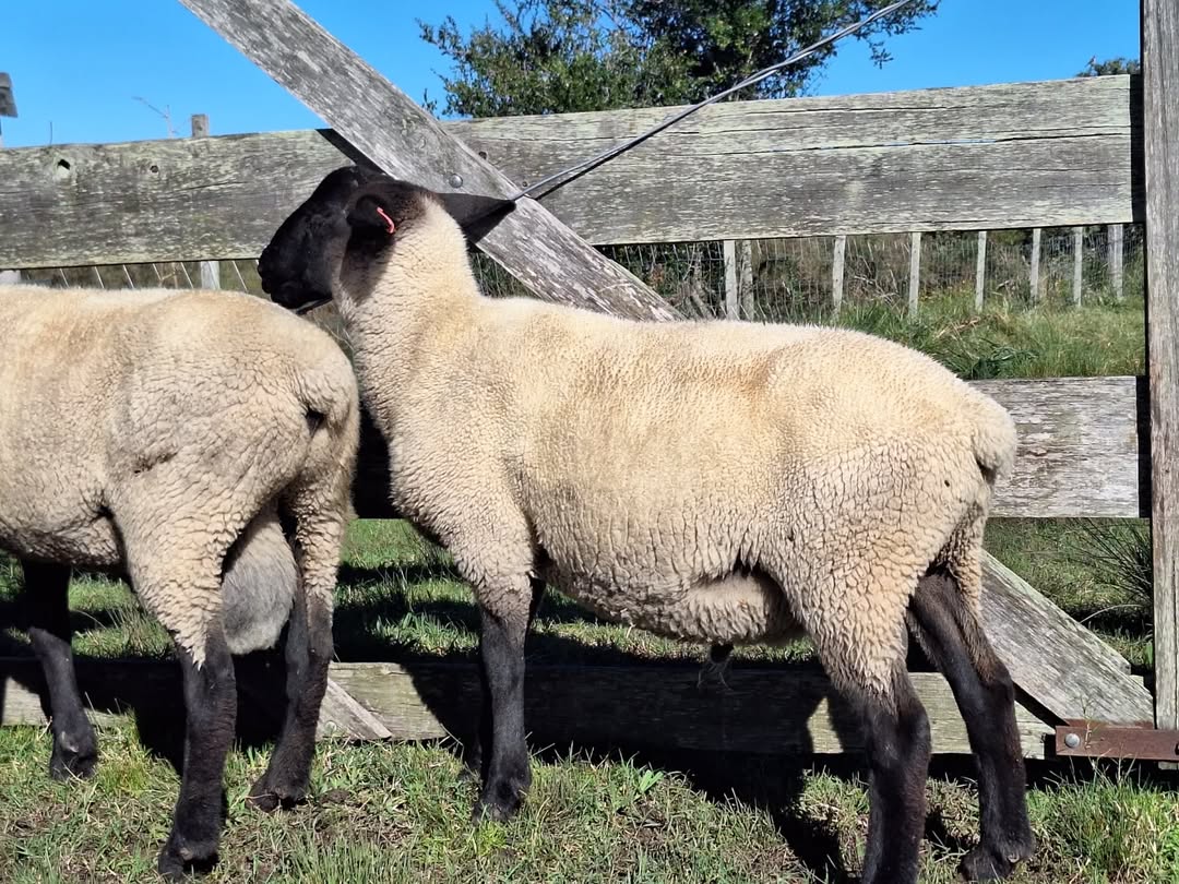 Suffolk Sheep for Sale | 100% Global Buyer’s Guide to Elite Breeding ...
