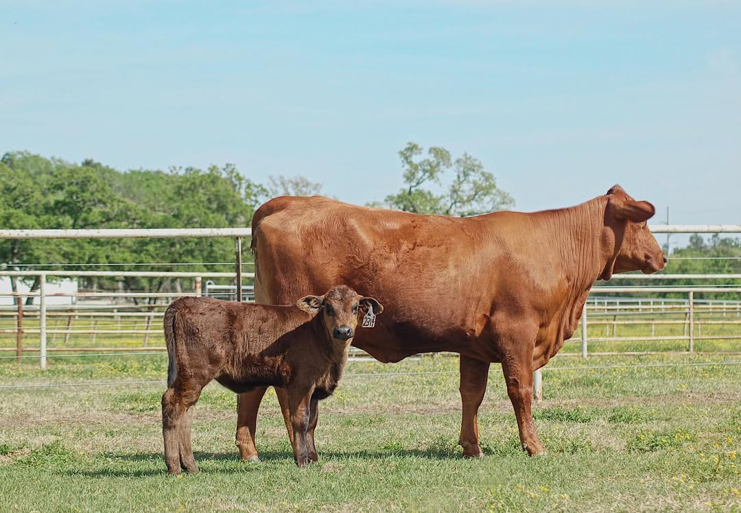 Beefmaster Cattle for Sale