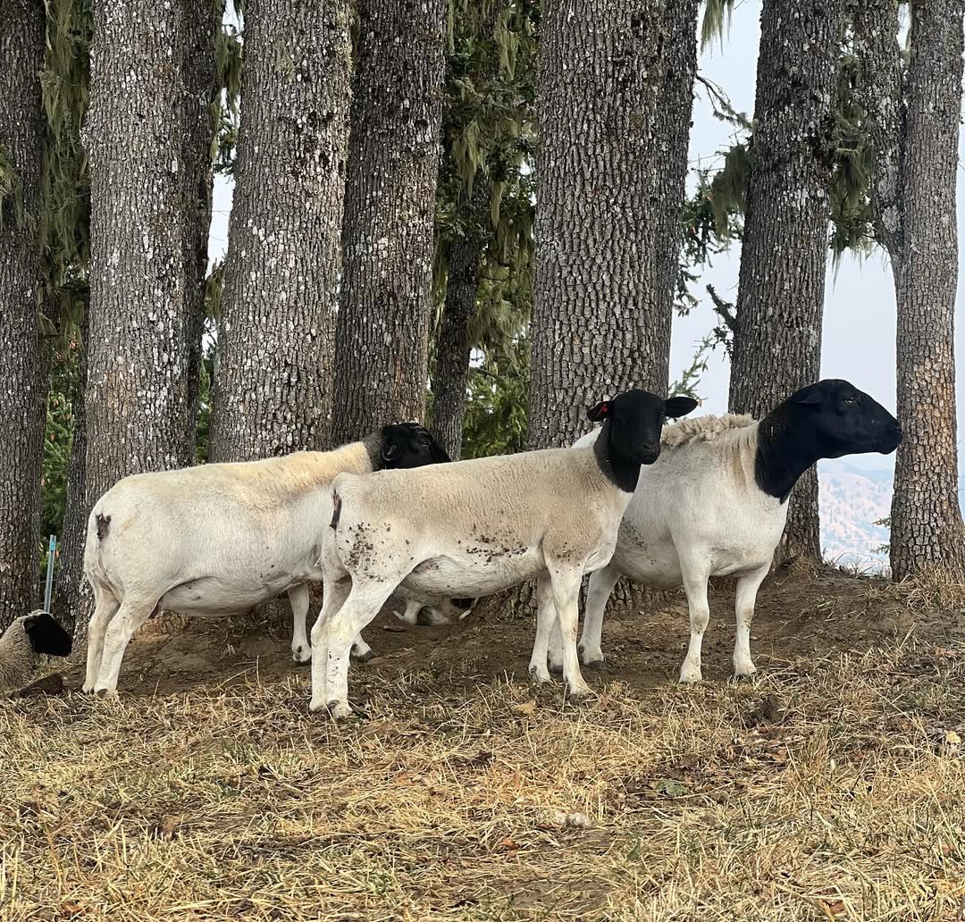 Dorper Sheep for Sale | 100% Trusted Global Breeders & Buyer’s Guide ...