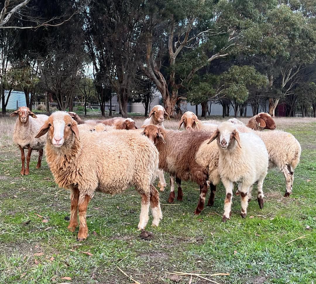 Awassi Sheep for Sale | How to Select Healthy, Profitable Breeding ...