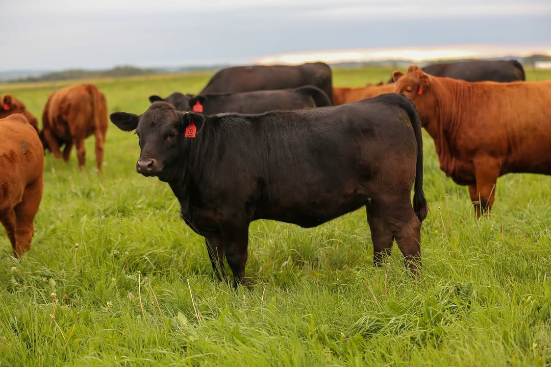 Gelbvieh Cattle for Sale vs Other Continental Breeds | ROI Comparison ...