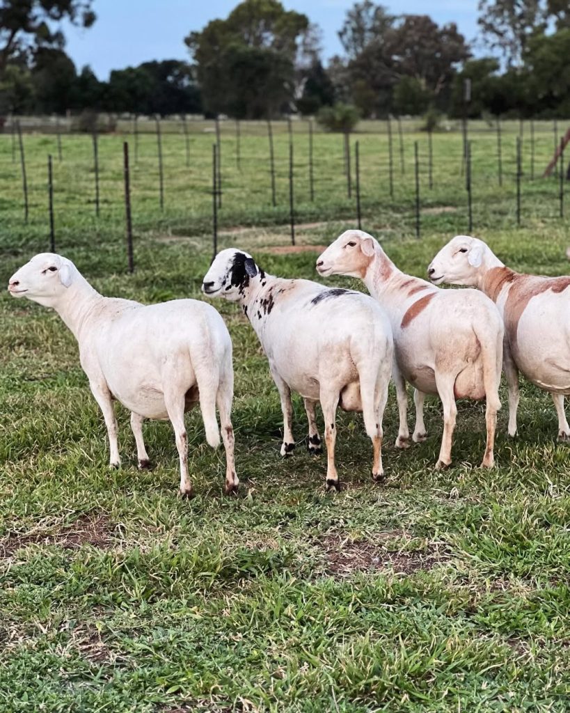 Where to Find Top-Quality Certified Meatmaster Sheep for Sale ...