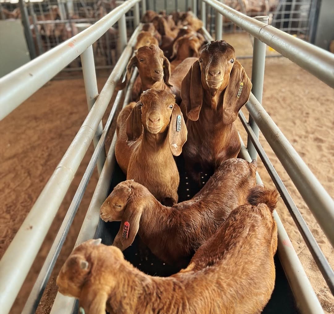 Kalahari Red Goat for Sale | Buy 100% Premium Meat Goats for Commercial ...