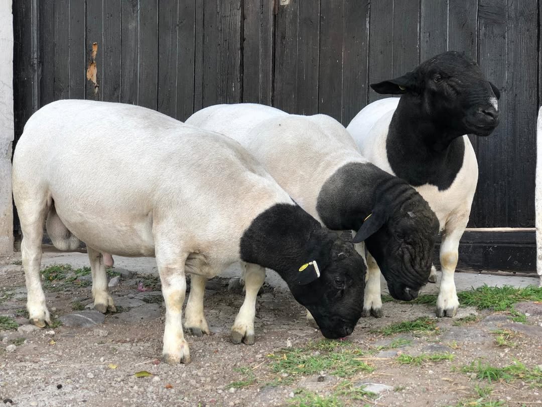 Dorper Sheep for Sale - Pedigree, Genetics & Buying Guide for 2026 ...