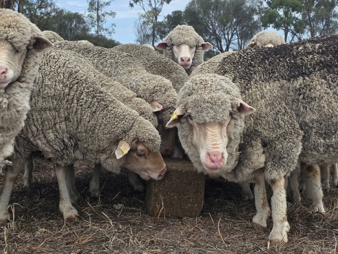 Merino Sheep for Sale | Comparing Breeders Across Continents (What ...