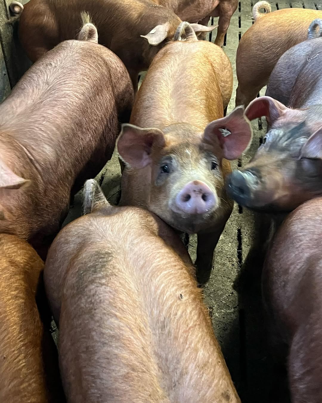Duroc Pigs for Sale | 100% Purebred Breeding Stock Available